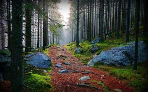 Along The Forest Path Wallpapers Wallpaper Cave