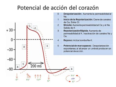 Portafolio de evidencias de Fisiología Básica Ilsa Elenes IV 5