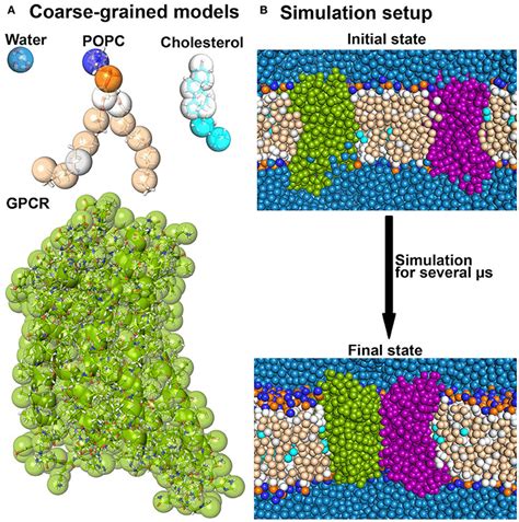 coarse grained md simulations a several molecules are shown as download scientific diagram