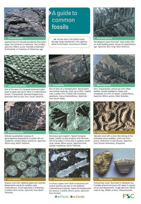 Michigan Fossil Identification Chart