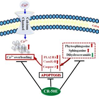 The Schematic Representation Of The Neuroprotective Effect Of CR 50E
