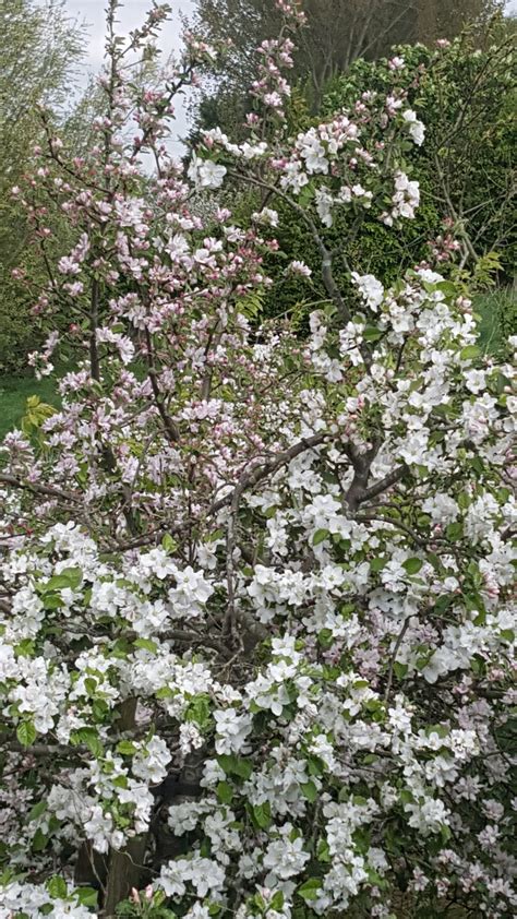Lente De Mooiste Tijd Van Het Jaar Yoors