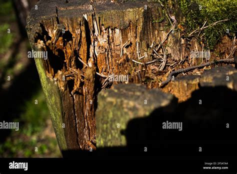 Schiefer und moosiger baum Fotos und Bildmaterial in hoher Auflösung