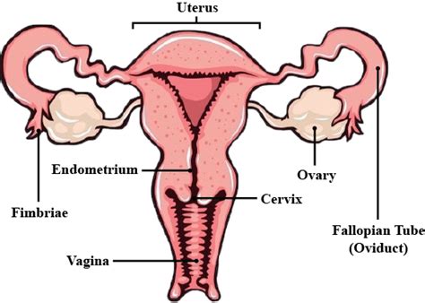 Sketch The Labeled Diagram Human Female Reproductive System