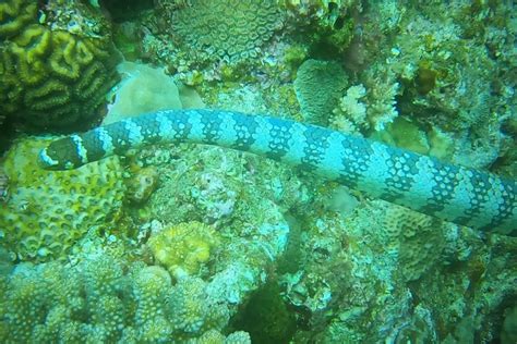 The Turtlehead Sea Snake Whats That Fish
