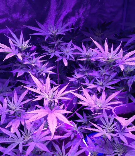 La misteriosa enfermedad que sólo ataca a quienes fuman marihuana