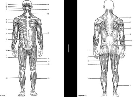 Muscle Diagram Diagram Quizlet
