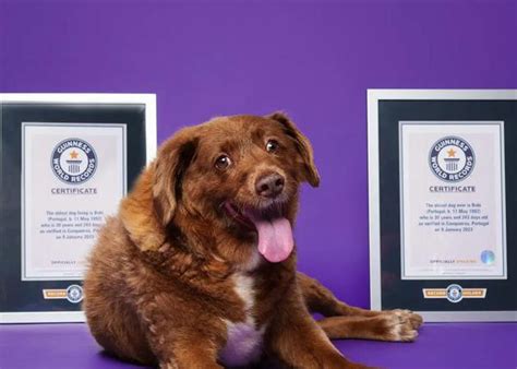 El perro más longevo del mundo y de la historia Bobi ha muerto con 31