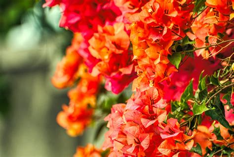 Las mejores plantas de exterior para climas cálidos