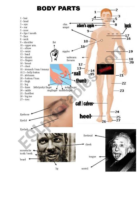 Human Body Esl Worksheet By Sir Hc