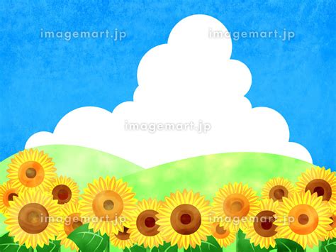 入道雲をバックにしたひまわり畑の水彩風背景のイラスト素材 254756047 イメージマート