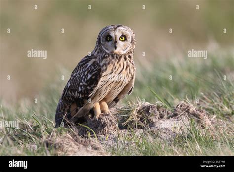 Velduil Asio Flammeus Short Eared Owl Stock Photo Alamy