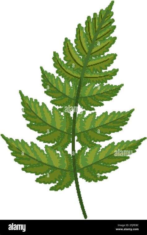 Hoja De Helecho En Dibujos Animados Estilo Aislado Ilustraci N Imagen