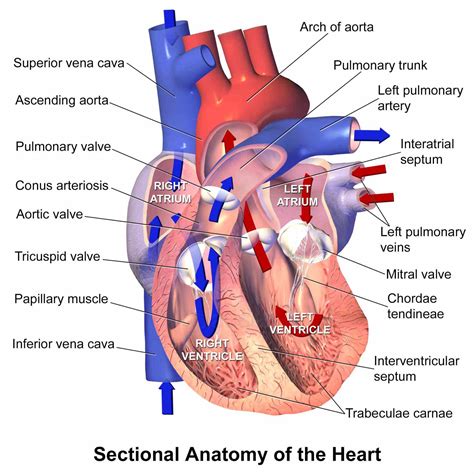 Parts Of The Human Heart And Their Functions Medicinebtg