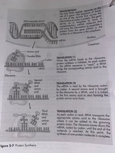 Protein Synthesis Flashcards Quizlet