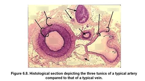 6 8 Histology Depicting 3 Tunics In Artery Vs Vein Diagram Quizlet