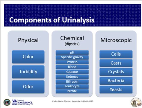 Urology Flashcards Quizlet