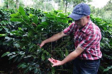 Los Ingresos Por La Exportaci N De Caf Hondure O Bajan Un Por Los