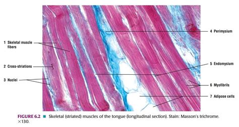 Skeletal Muscle Tissue Slide