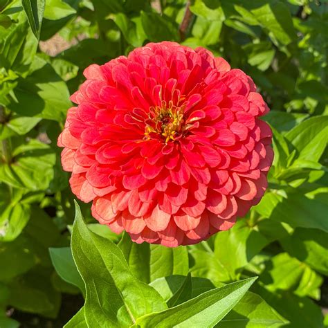 How To Grow Zinnias From Seed Growhappierplants