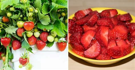 Dicas De Jardinagem Em Casa Como Cultivar Morangos Tesourosdojardim