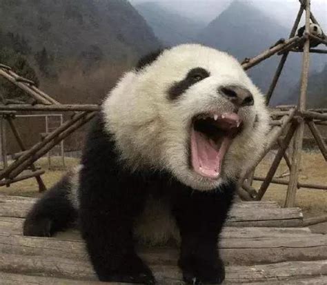 5000余年前上古魔神蚩尤骑着熊猫大战黄帝原来是这萌货 坐骑