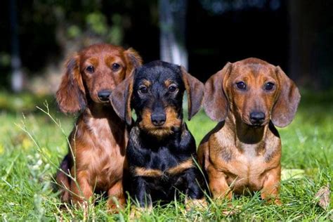 Guía del DACHSHUND o Perro SALCHICHA Cría Cuidado y Adiestramiento
