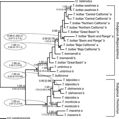 Majority Rule Consensus Tree Generated By MrBayes From Seven