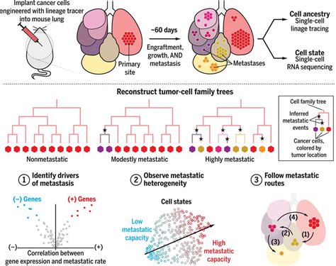 Single Cell Lineages Reveal The Rates Routes And Drivers Of