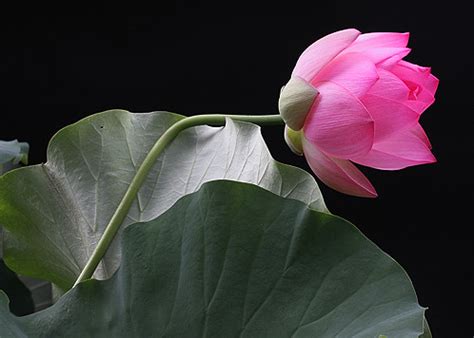Lotus Flower Img Lotus Flower Bahman Farzad Flickr