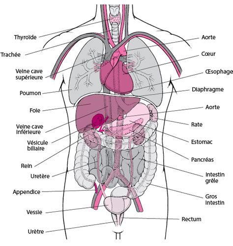 Tissus Et Organes Fondamentaux Manuels MSD Pour Le Grand Public
