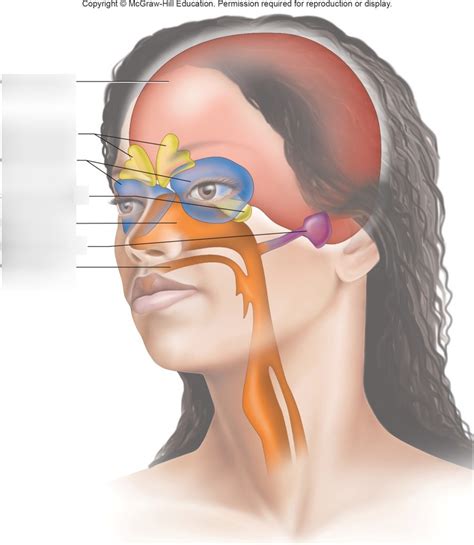 Sinuses And Cavities Diagram Quizlet