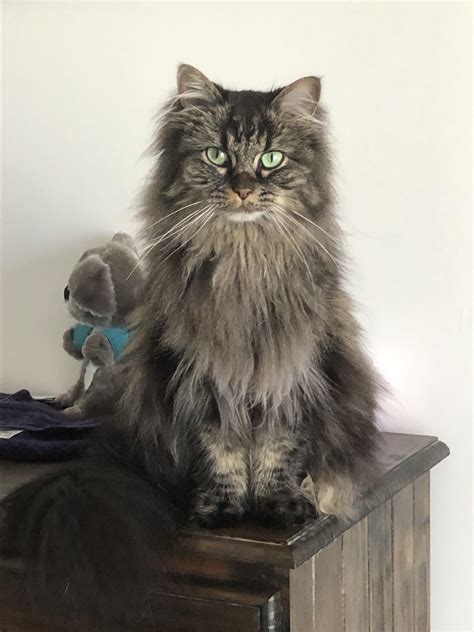 Best Supermodel Images On Pholder Supermodel Cats Aww And Chonkers