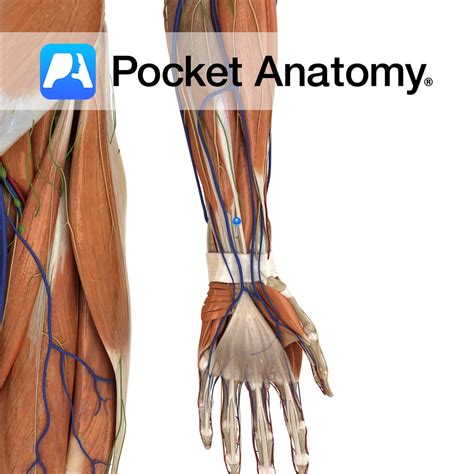 Median Nerve Plantecuador