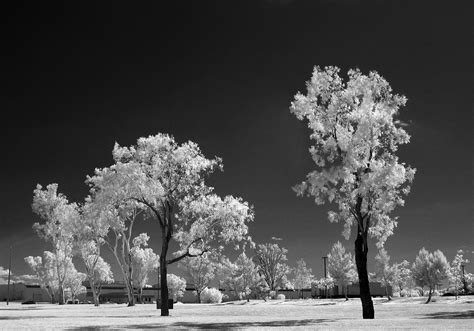 Fotos gratis árbol rama flor nieve invierno en blanco y negro