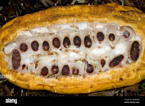 Inside Cocoa Pods