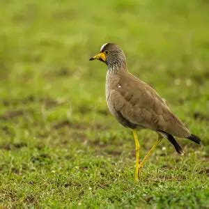 Vanellus senegallus факти дієта ареал і фотографії на Animalia bio