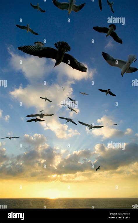 Seagulls Flying Above A Beautiful Sunset At The Ocean Stock Photo Alamy
