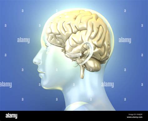 The Human Brain D Rendered Anatomical Illustration Stock Photo Alamy