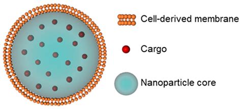 Cancers Free Full Text Cancer Cell Membrane Coated Nanoparticles