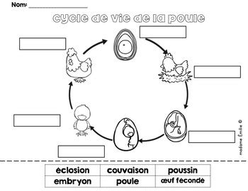 FRENCH Chicken Life Cycle Le Cycle De Vie De La Poule TPT