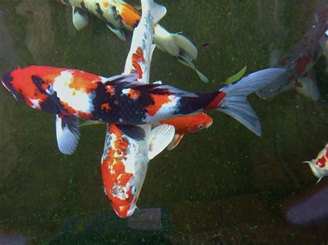 Types Of Koi Lets Explore These Fascinating Fish