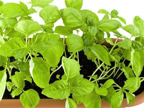 Guía completa sobre cómo cultivar la albahaca consejos cuidados y