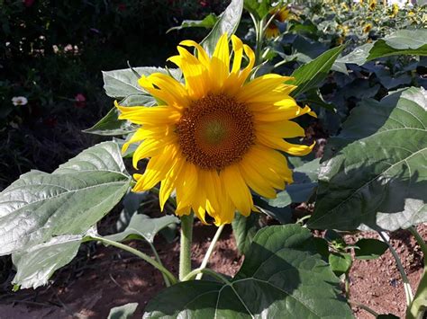 Sonnenblume Gelb Kostenloses Foto Auf Pixabay Pixabay