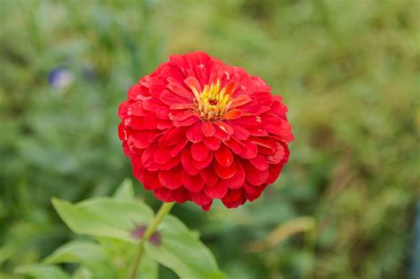Blommor Sommar Natur Gratis foto på Pixabay Pixabay