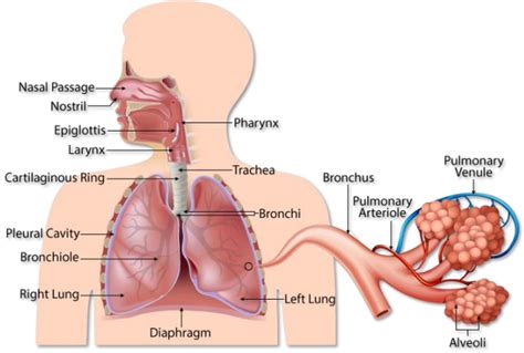 Explain Human Respiratory System P7bvb988