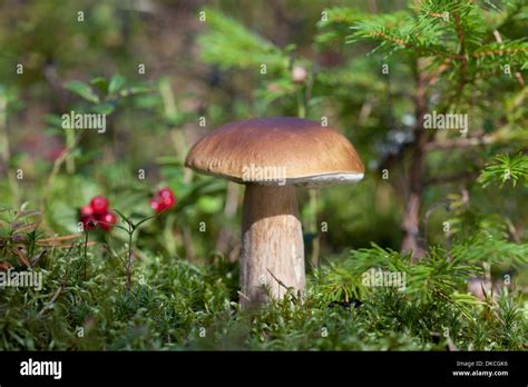 Boletus Edulis Porcini Mushroom Growing Stock Photo Alamy