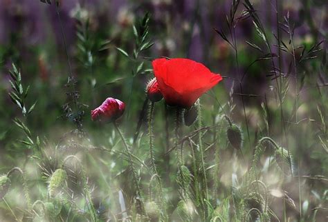 Mohnblumen Blumen Rot Kostenloses Foto Auf Pixabay Pixabay