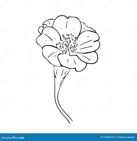 Flor Aislada En Colores Blancos Y Negros Dibujo Pintado A Mano De Los