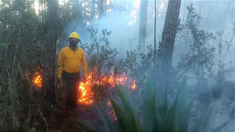 Once Incendios Forestales Han Sido Extinguidos En Rd La Mayor A